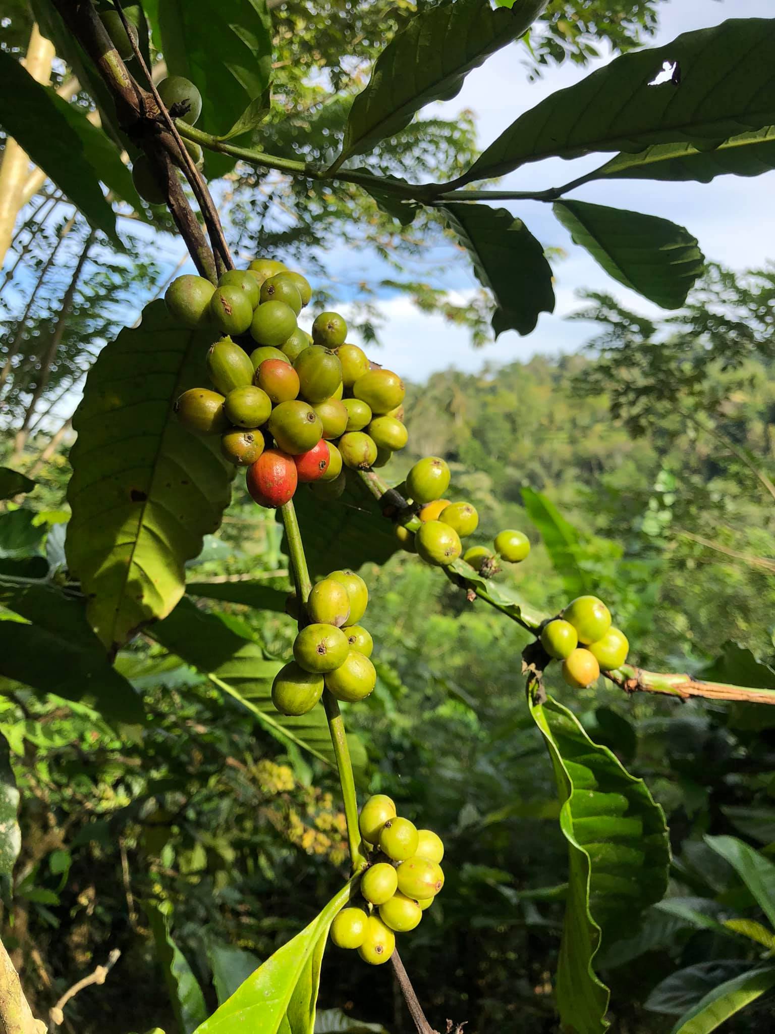 Our Plantation - Sanda Plantation Hideaway