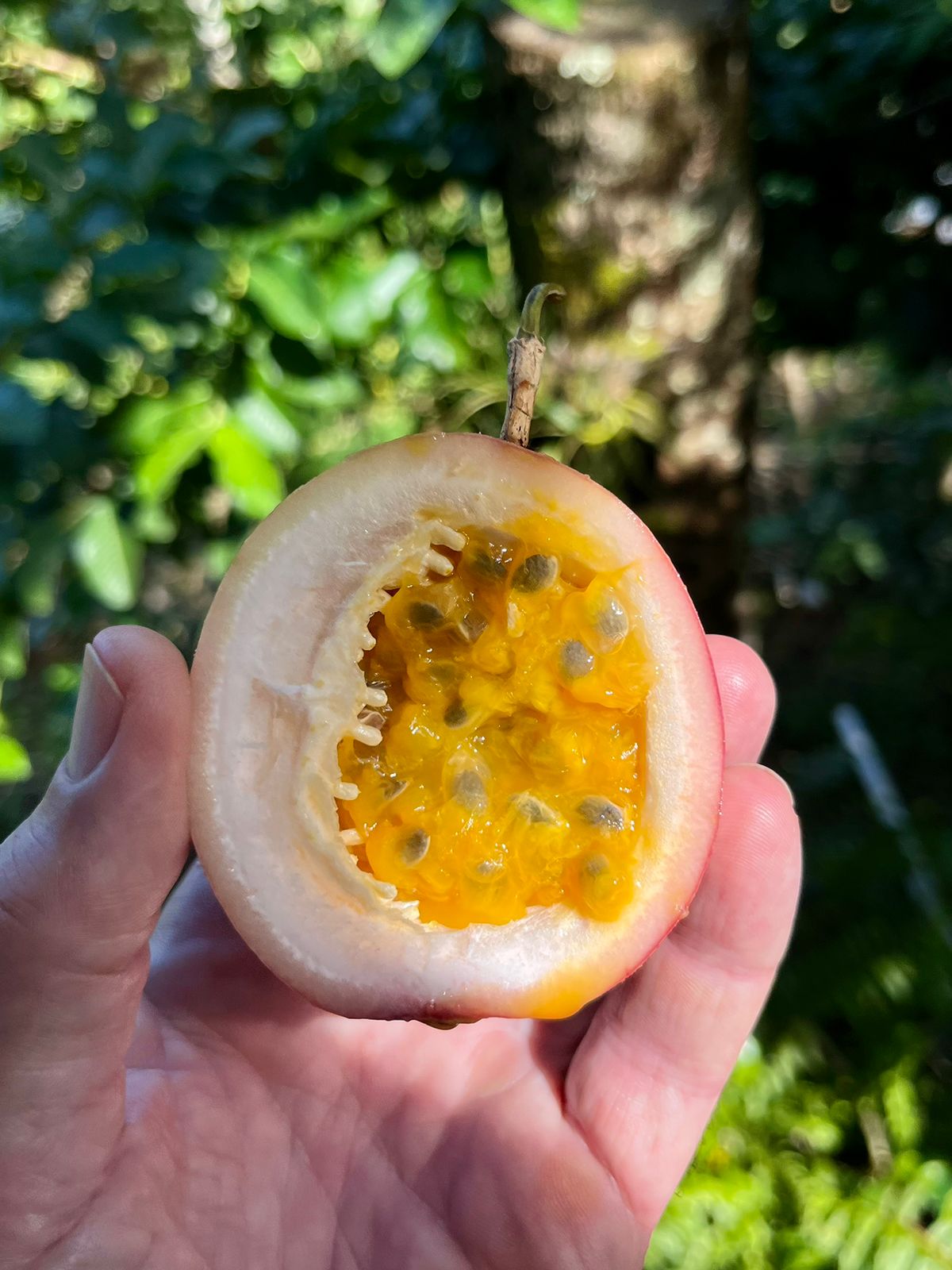 Our Plantation - Sanda Plantation Hideaway